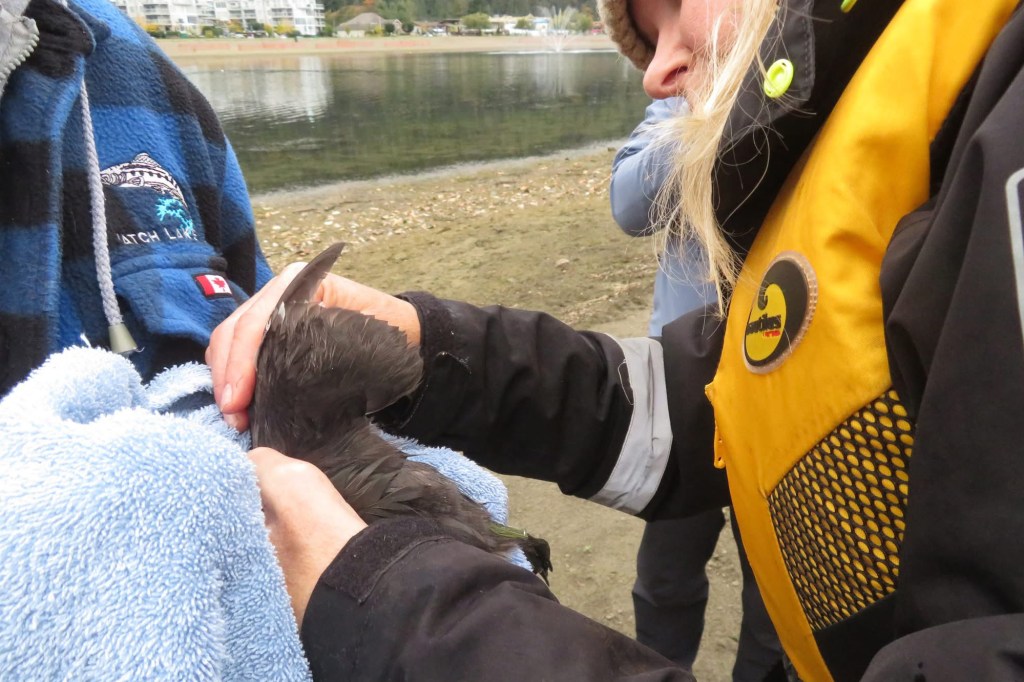 PHOTOS: Stuck duck successfully rescued in Harrison | Langley Advance Times